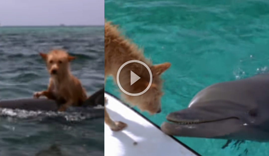 தண்ணீரில் தவித்த நாயை காப்பாற்றிய டால்பின்! இணையத்தில் பரவி வரும் வைரல் ...